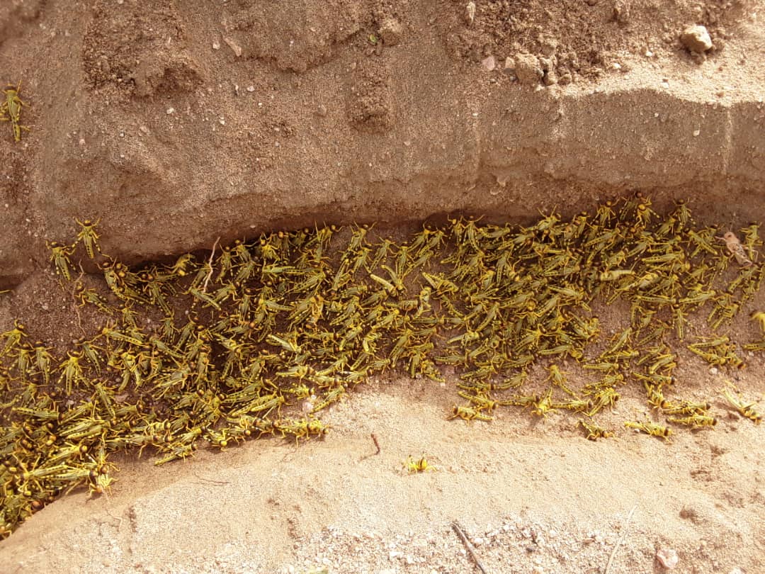 Desert Locusts Continue to Threaten Food Security in Ethiopia | Dutch ...