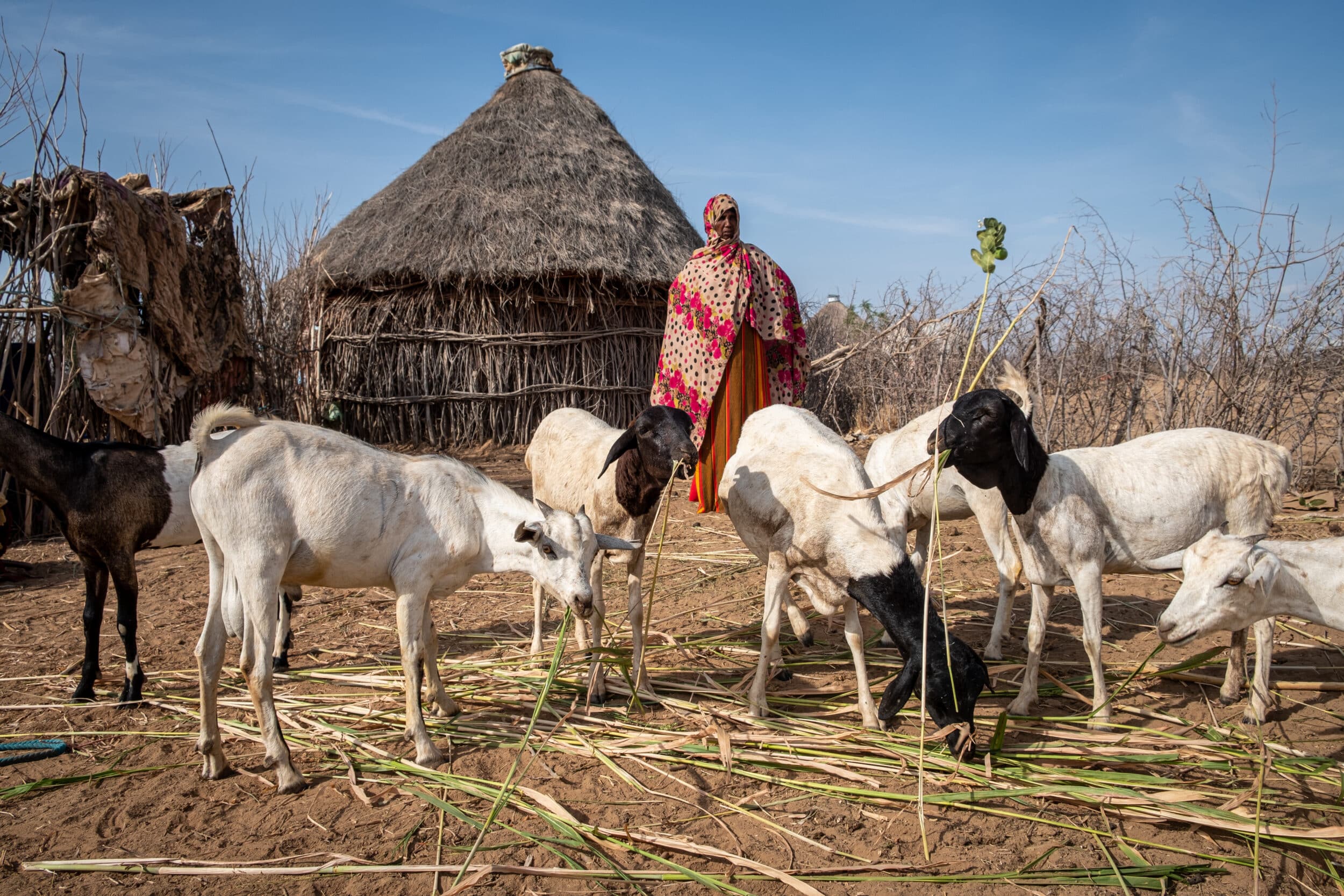 Internship Dutch Relief Alliance starting in September 2025 | Dutch ...